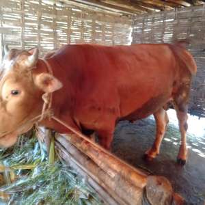 Sapi Limosin - Sinergi Smart Tumbas