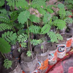 Bibit Turi kencana - Sinergi Smart Tumbas